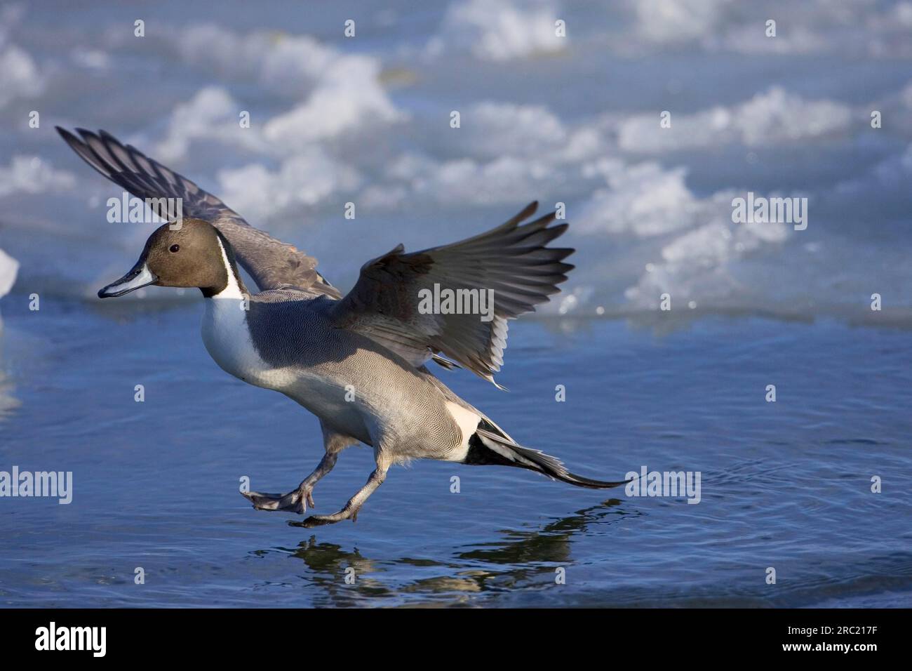 Pintail duck landing hi-res stock photography and images - Alamy