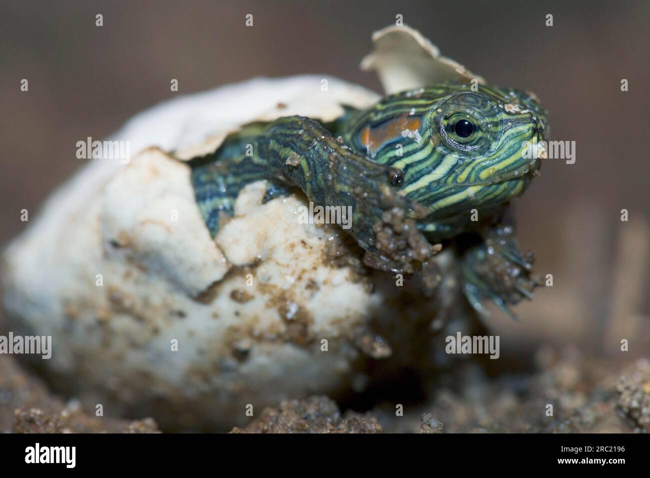 Red eared slider (Trachemys scripta elegans), juvenile (Pseudemys ...