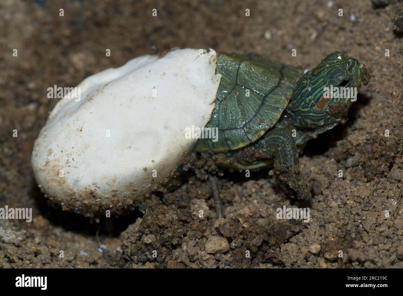 Red eared slider (Trachemys scripta elegans), juvenile (Pseudemys ...
