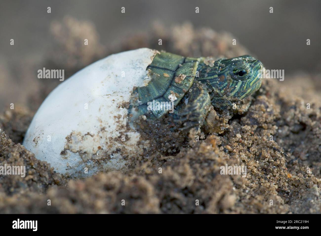 Red eared slider (Trachemys scripta elegans), juvenile (Pseudemys ...