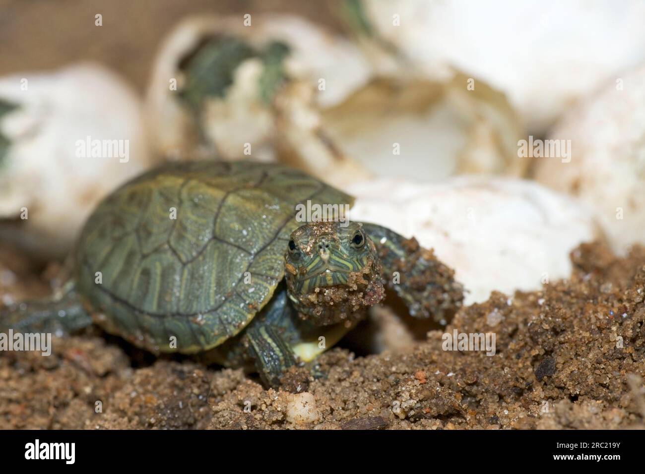 Red eared slider (Trachemys scripta elegans), freshly hatched juvenile ...