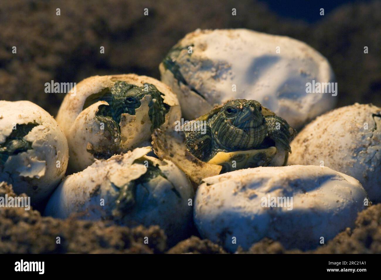 Red eared slider (Trachemys scripta elegans), juveniles (Pseudemys ...