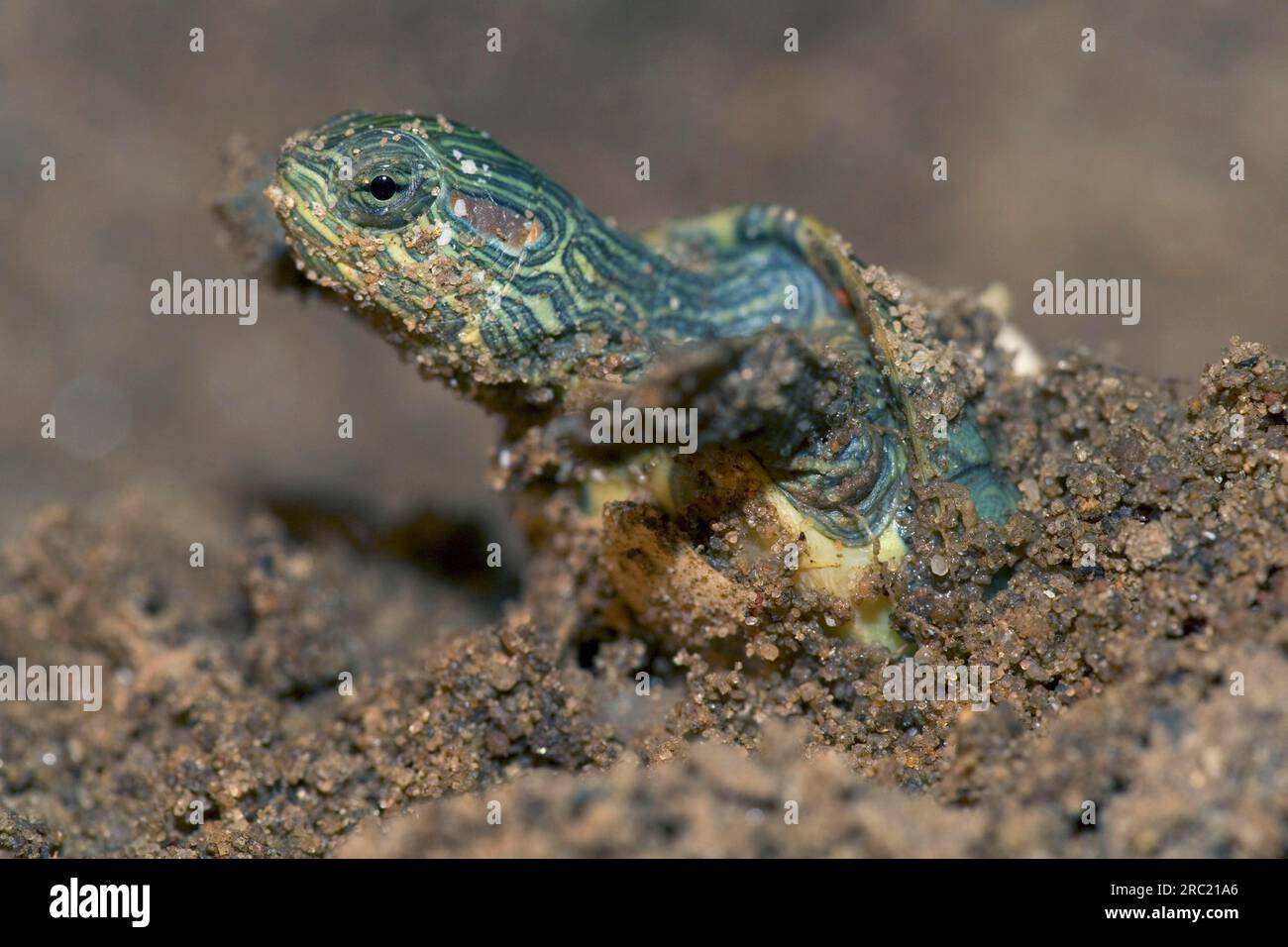Red eared slider (Trachemys scripta elegans), freshly hatched juvenile ...