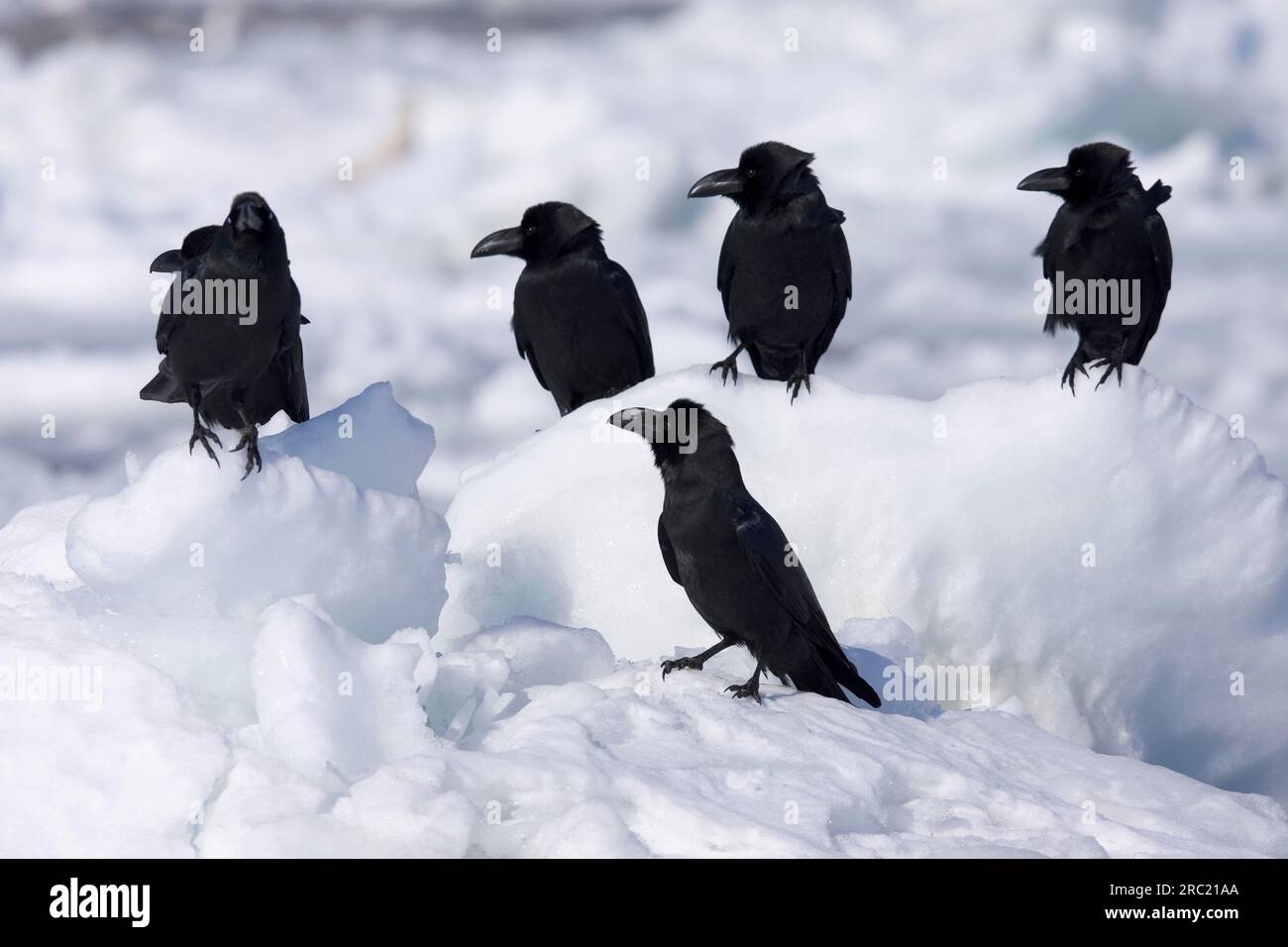 Large billed crows (Corvus macrorhynchos), Hokkaido, Thick-billed Crow ...