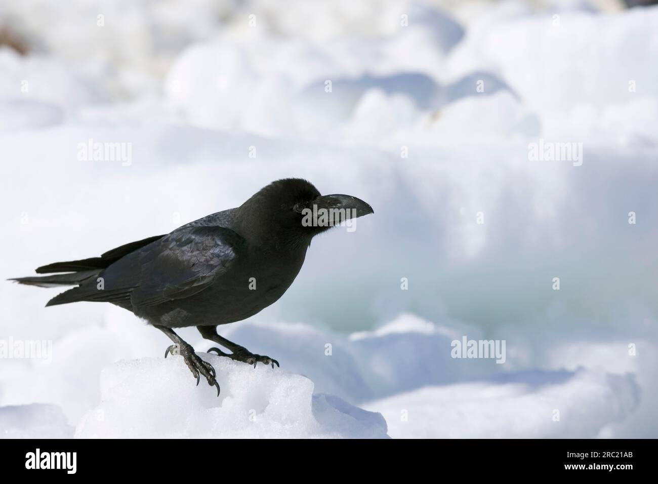 Large billed crow (Corvus macrorhynchos), Hokkaido, Crow, Japan Stock ...