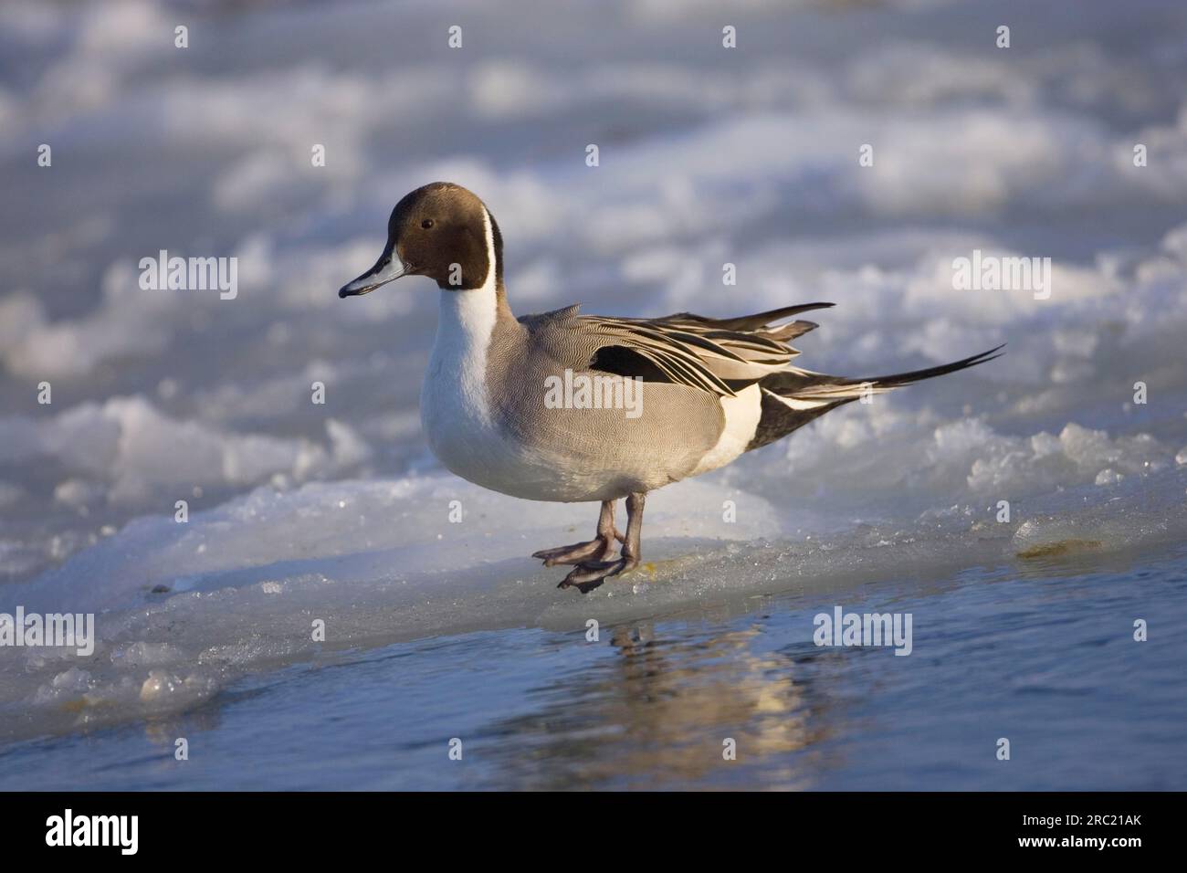 Pintail (Anas acuta), drake, Lake Tofutsu, Hokkaido, Japan Stock Photo ...