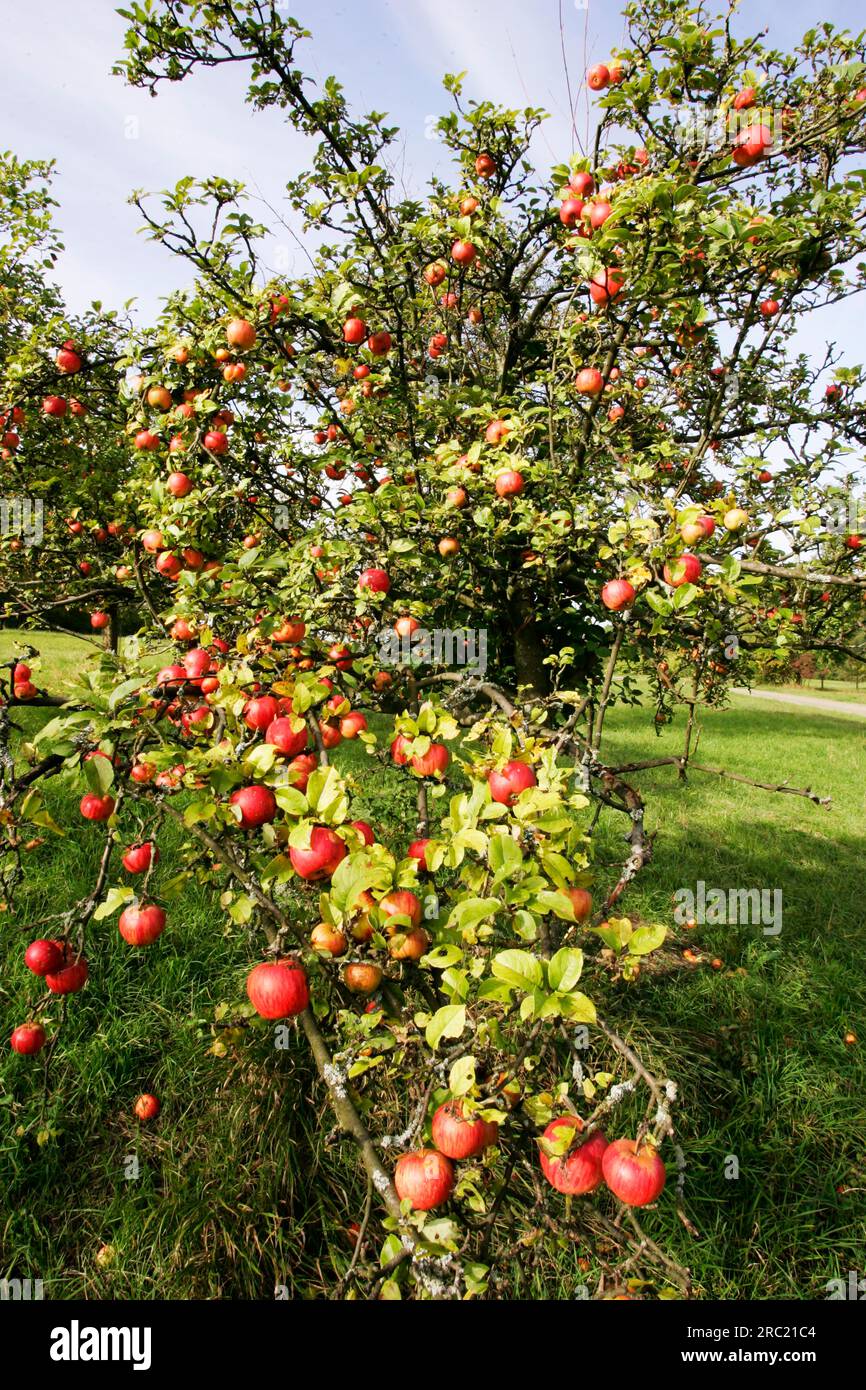 Apple, apples, apple tree (malus domestica), apple tree, malus, apples ...