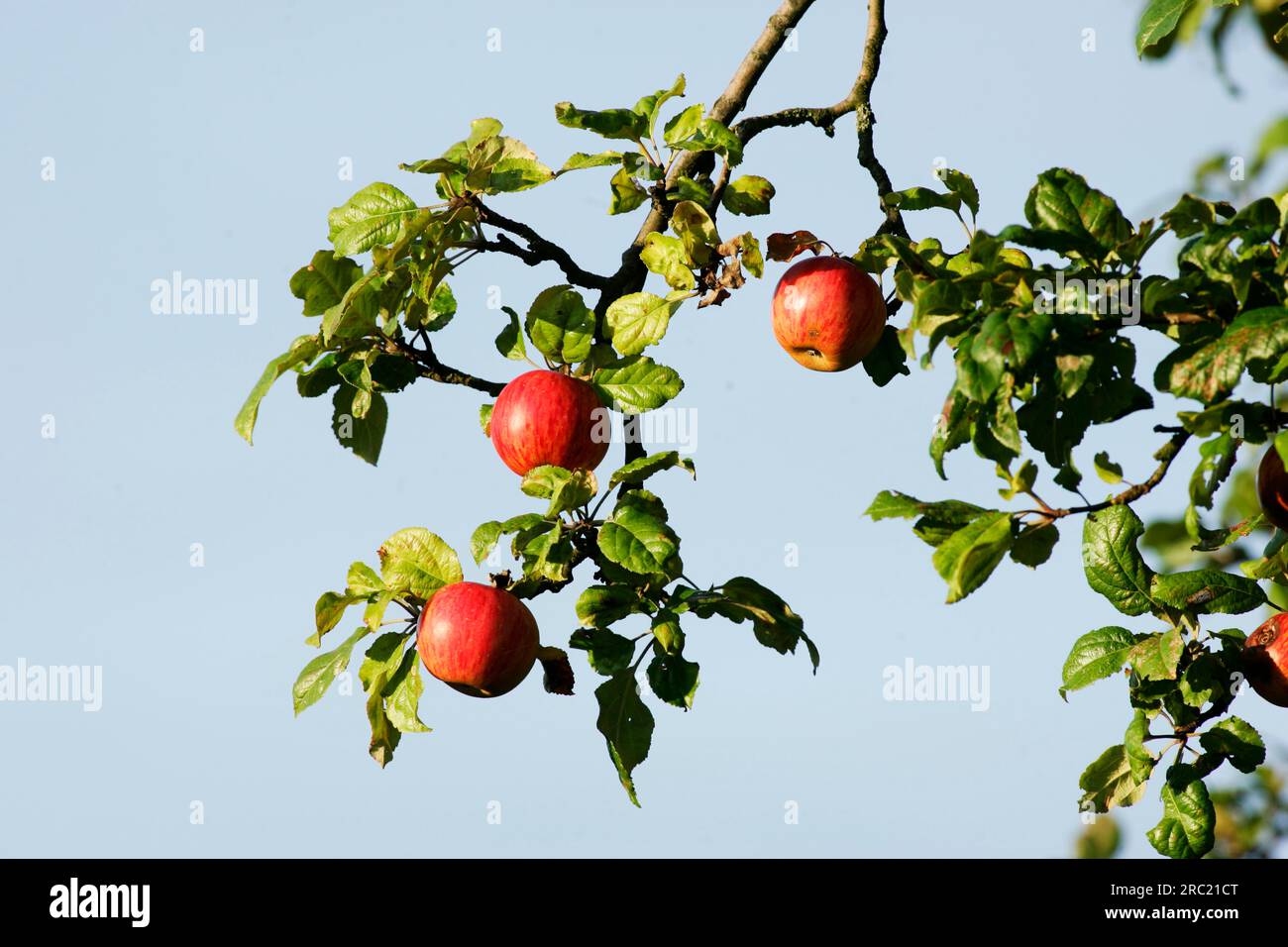 Scattered orchard apple tree (malus domestica) with apples apple ...