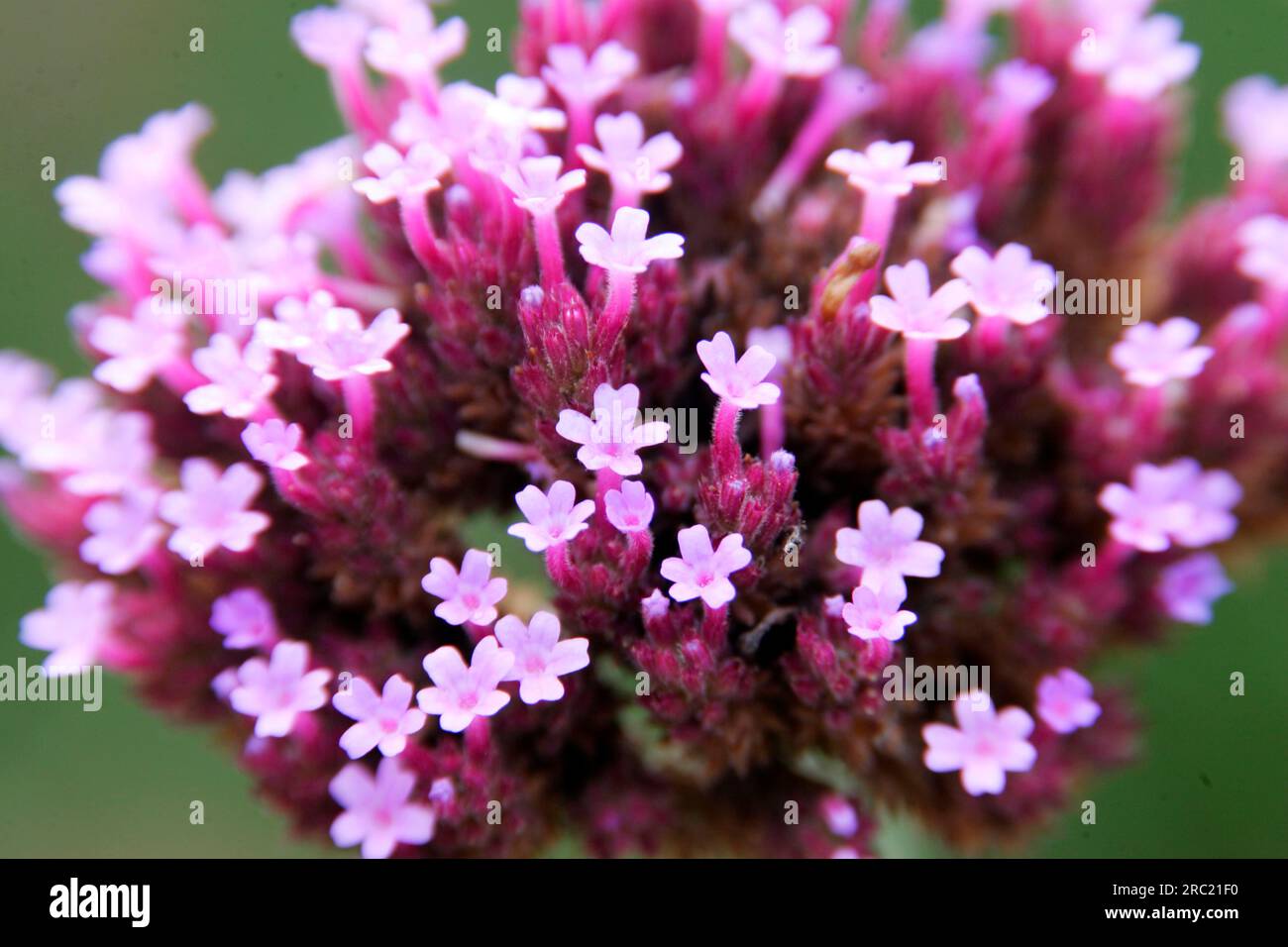 Purpletop vervain (verbena bonariensis), verbena patagonica, purpletop ...