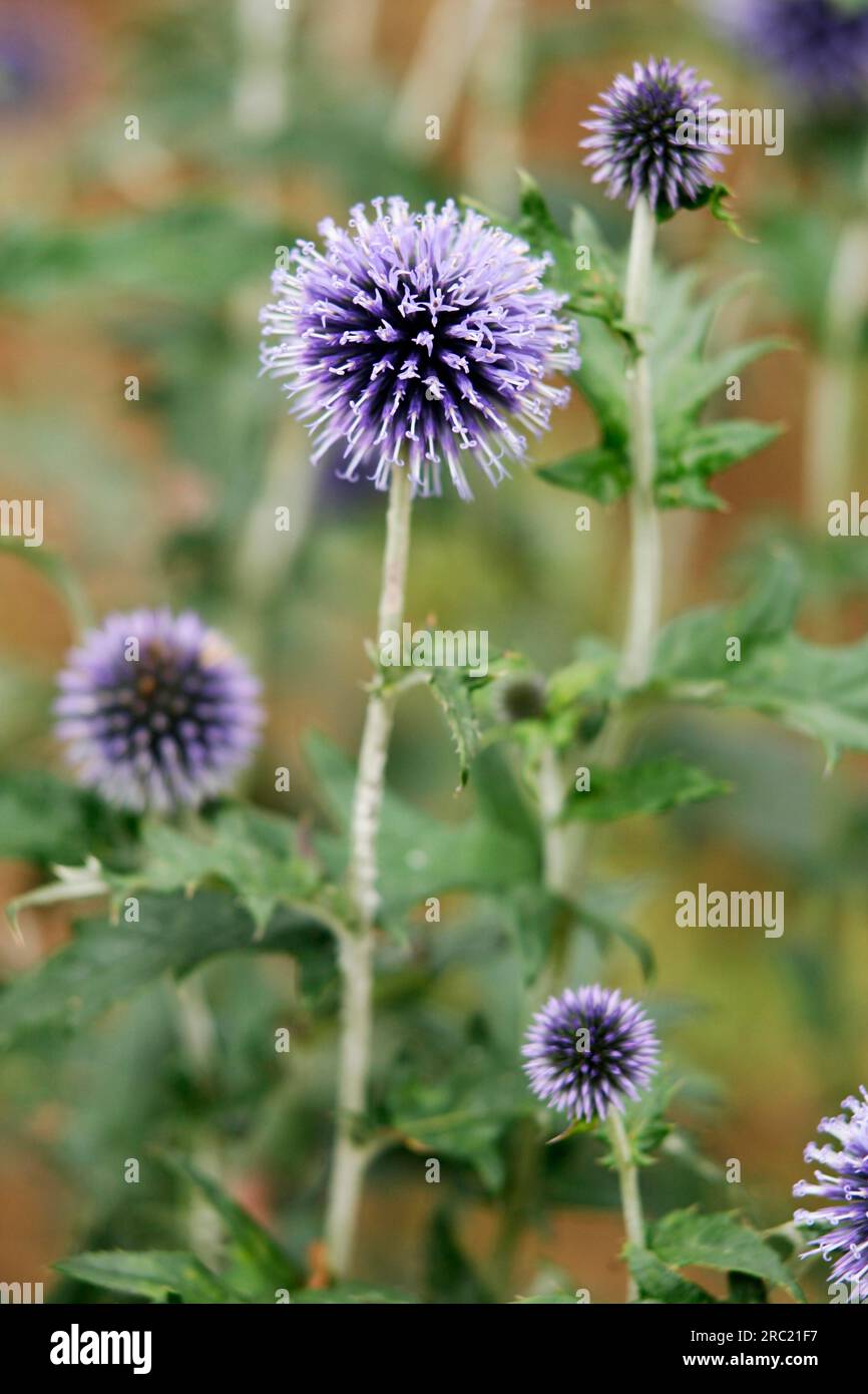 Small globe thistle (echinops ritro), ruthenian globe thistle, ritro ...