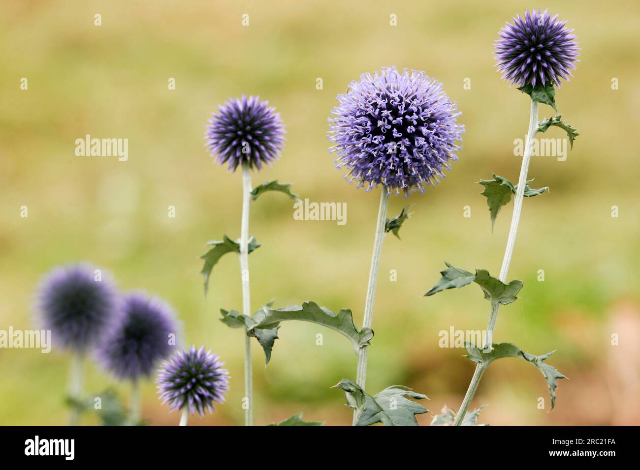 Small globe thistle (echinops ritro), ruthenian globe thistle, ritro ...