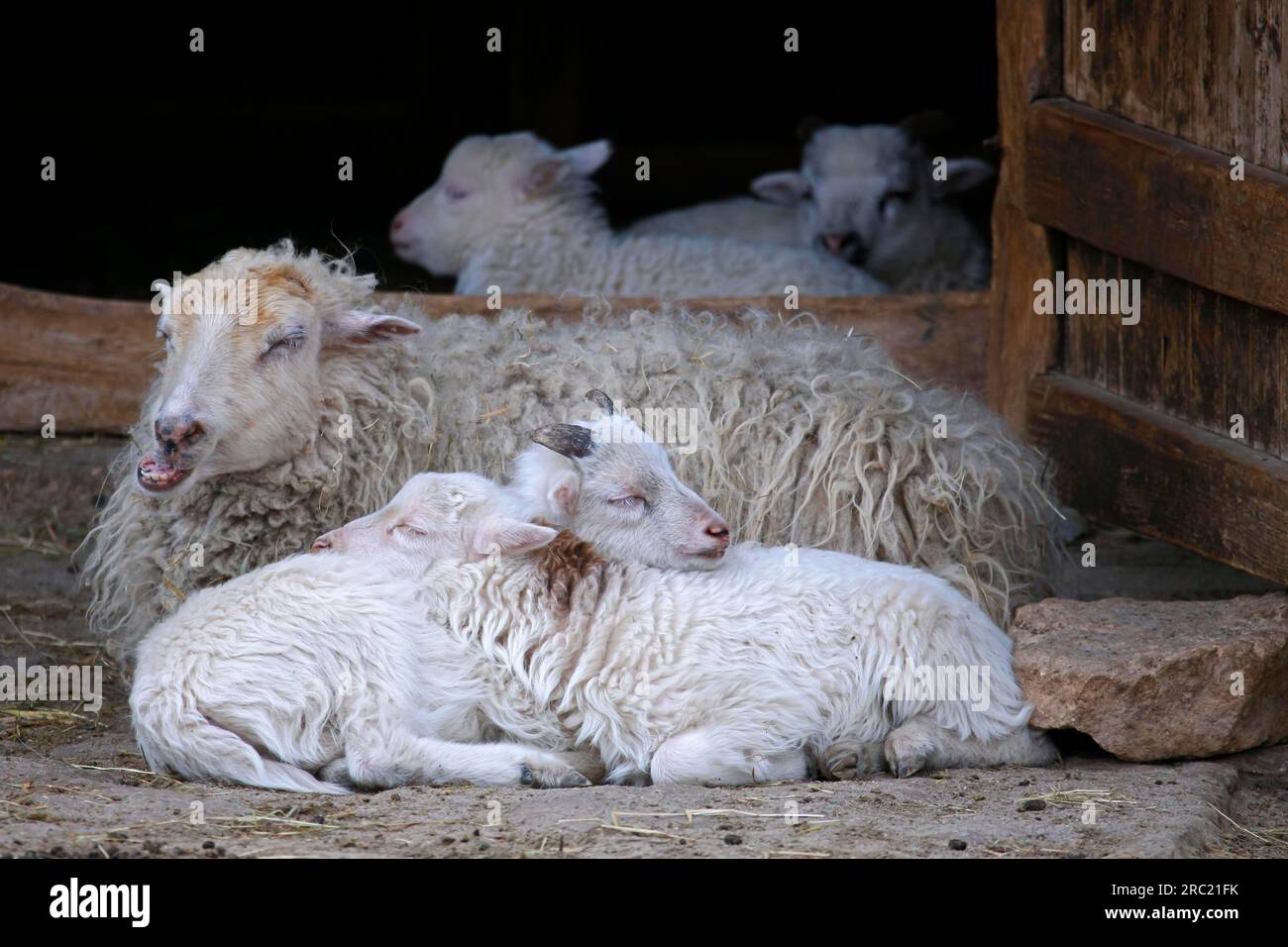 Wild sheep (Ovis) aris, Skudde sheep, lambs, captivity Stock Photo - Alamy