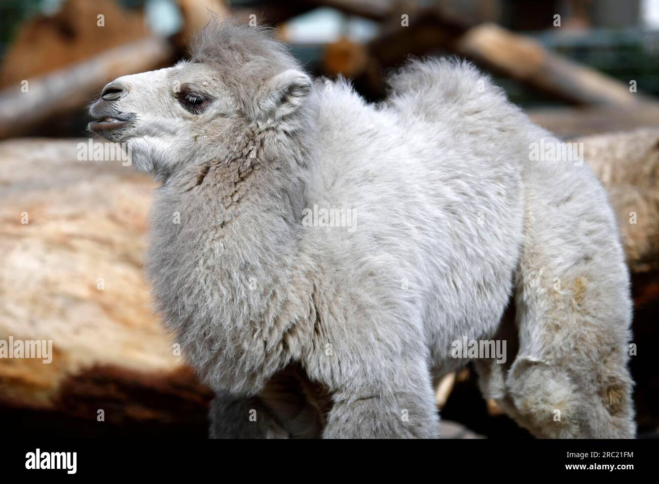 Camel, Bactrian camel, Camelus steppe wolf (bactrianus), young, captive ...
