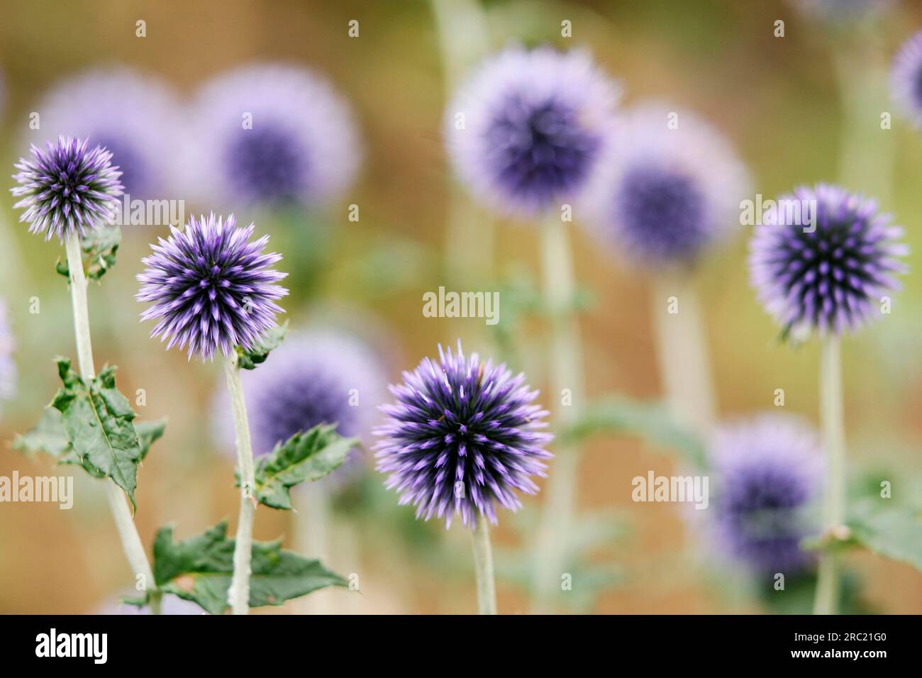 Decorative thistle hi-res stock photography and images - Alamy
