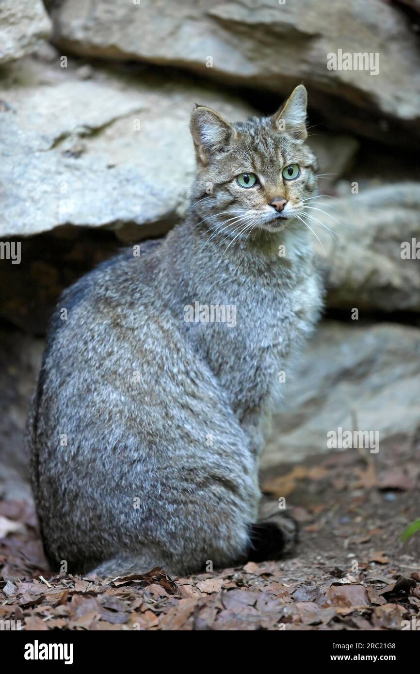 Wildcat (Felis silvestris), Common wildcat, Germany, captive Stock ...