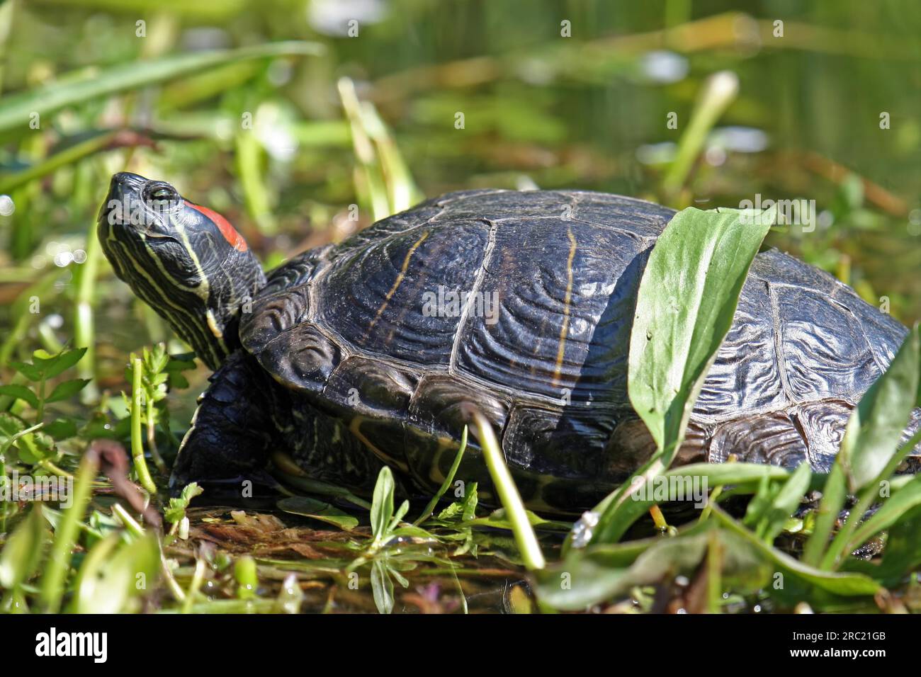 Red eared slider pet hi-res stock photography and images - Alamy