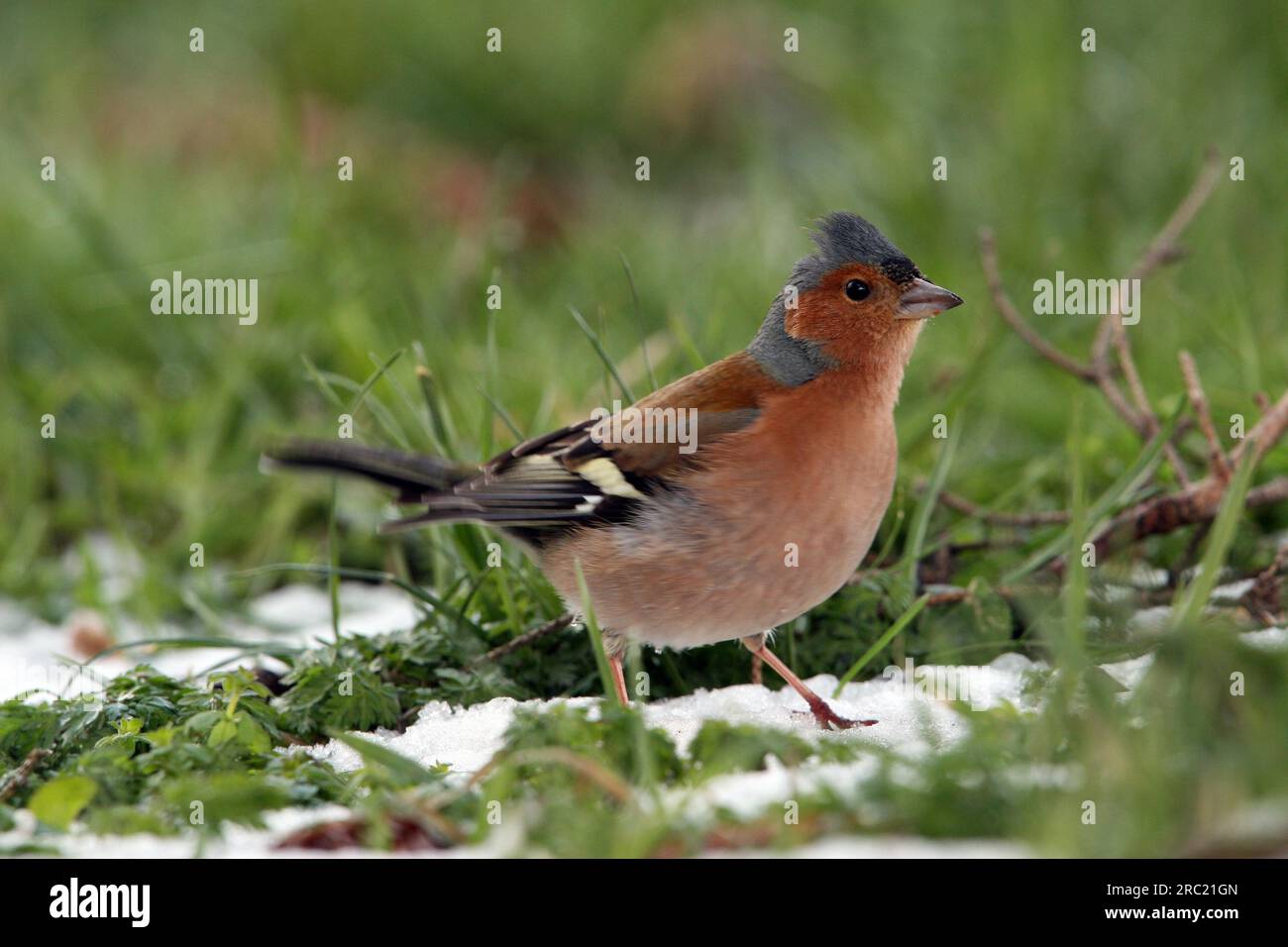 Buchfink hi-res stock photography and images - Alamy