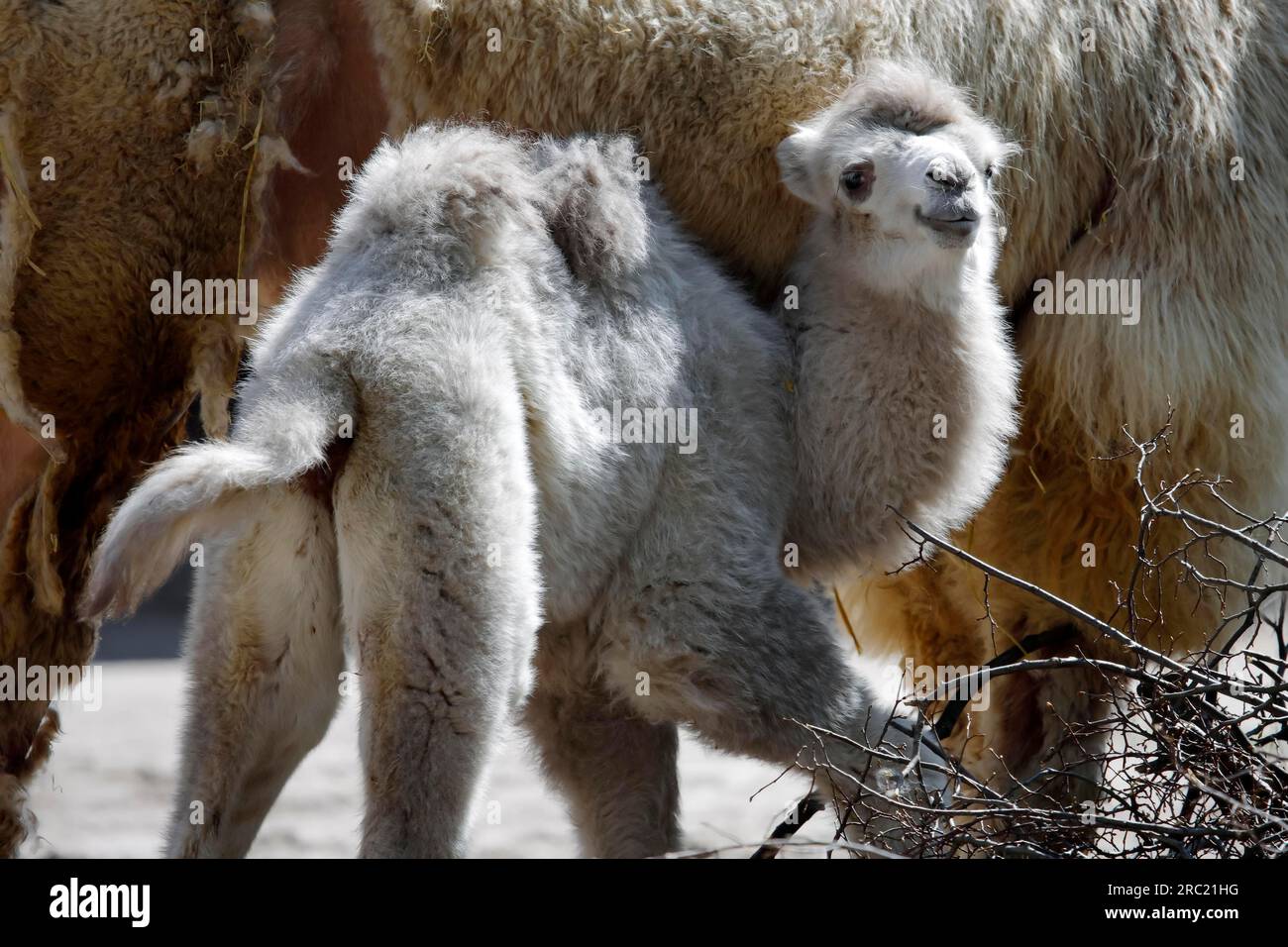 Camel, Bactrian camel, Camelus steppe wolf (bactrianus), young, captive ...