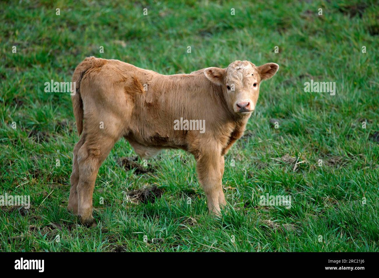 Scottish highland beef hi-res stock photography and images - Alamy
