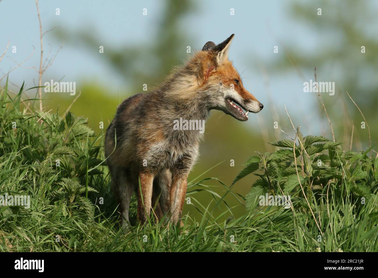 Predator fox hi-res stock photography and images - Alamy