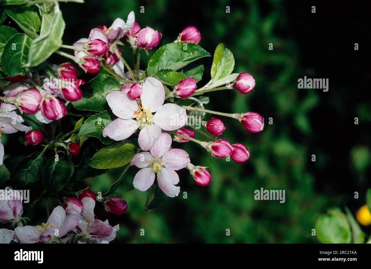 Apple, apples, apple tree (malus domestica), apple tree, malus, apples ...