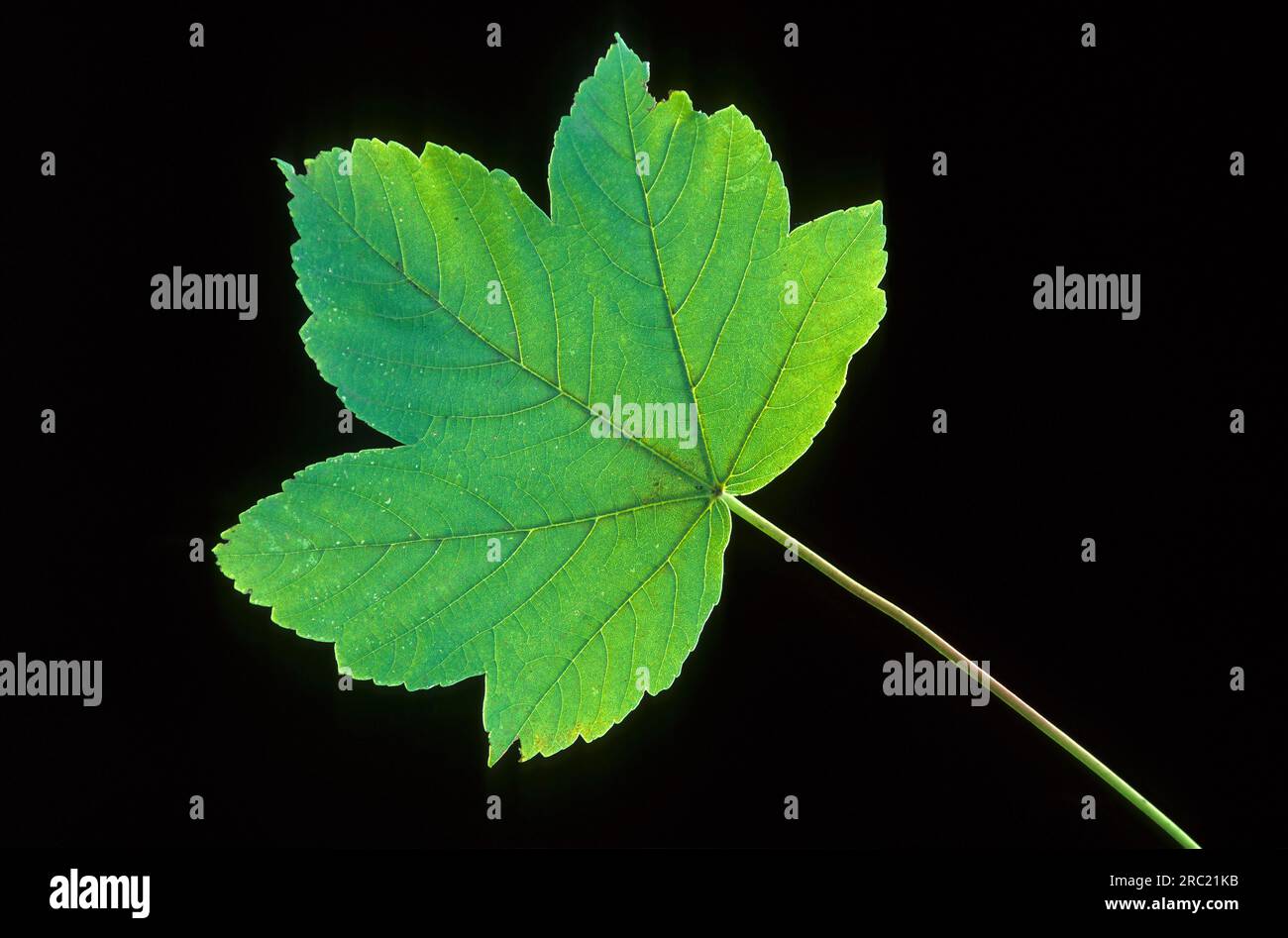 Sycamore Maple Acer Acer Pseudoplatanoides Leaf Close Up View Sycamore Maple