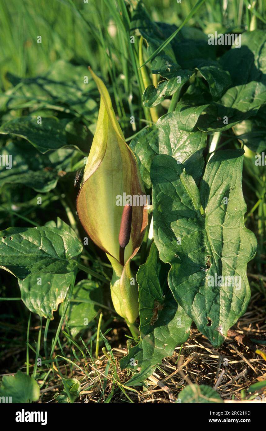 Arum plant hi-res stock photography and images - Alamy