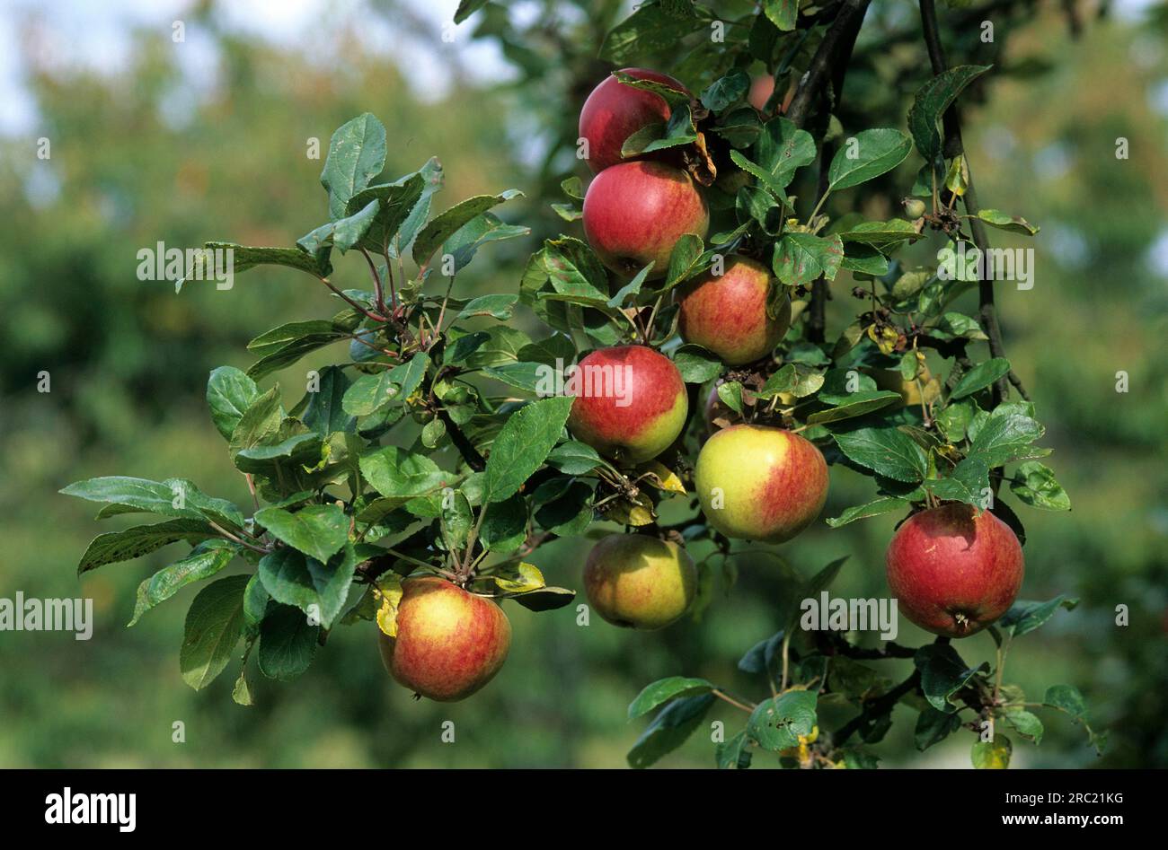 Apples apple, apples, apple tree (malus domestica), apple tree, malus ...