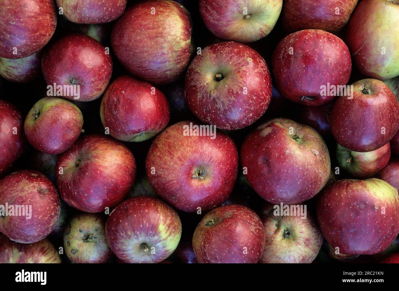 Apples apple, apples, apple tree (malus domestica), apple tree, malus ...