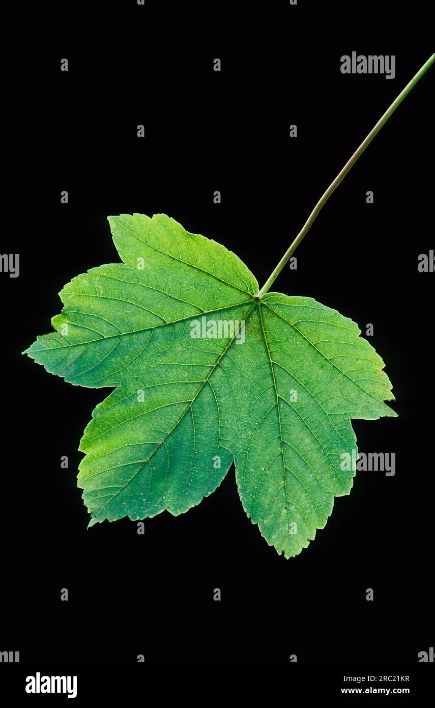 Sycamore maple (acer) pseudoplantanos, sycamore, erable sycamore, arce ...