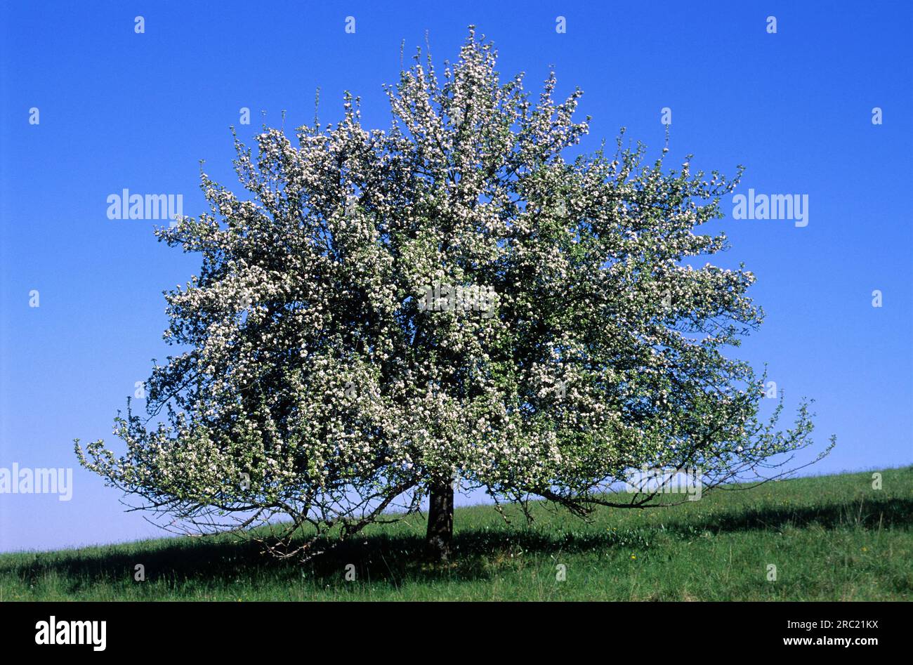 Apple tree (malus domestica) in spring apple, apples, apple tree, apple ...