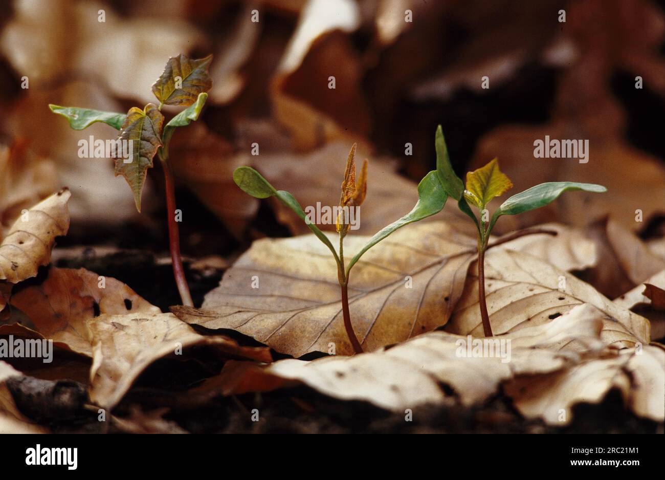 Sycamore maple (acer) pseudoplantanos, sycamore, erable sycamore, arce ...