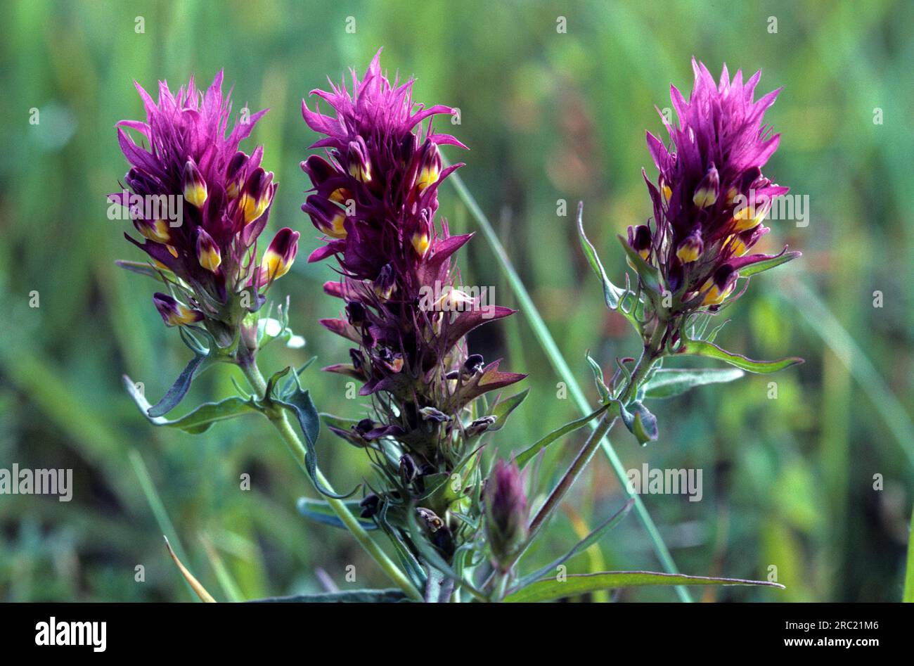 Field cow-wheat (melampyrum arvense), field cow wheat Stock Photo - Alamy