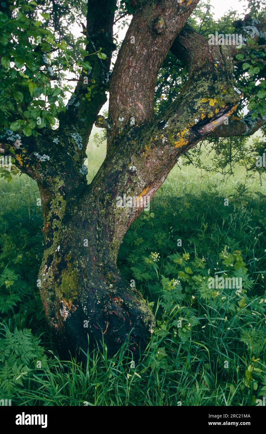 Gnarled, old apple tree (malus domestica) in green meadow garden ...