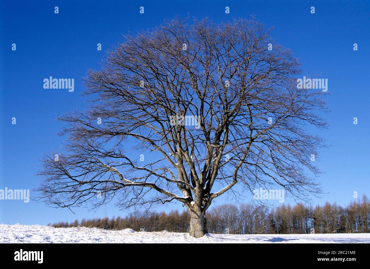 Sycamore maple (acer) in winter sycamore maple pseudoplantanos ...