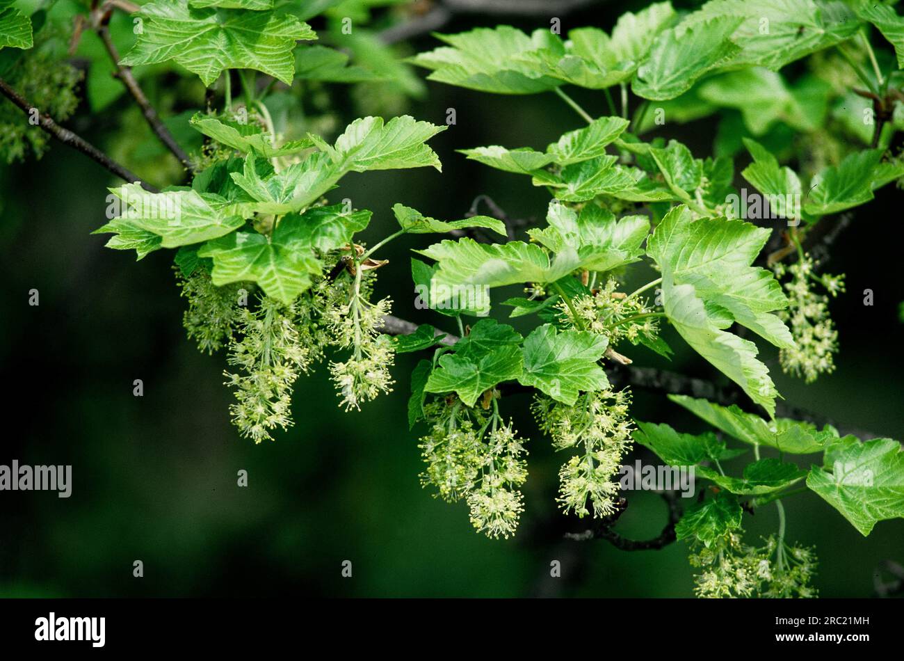 Sycamore maple (acer) pseudoplantanos, sycamore, erable sycamore, arce ...