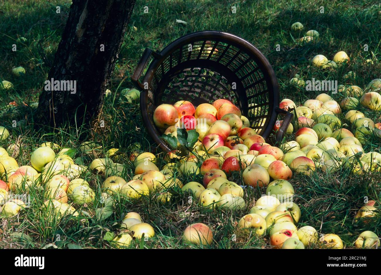 Apple harvest garden, Germany, germany apple, apples, apple tree (malus ...