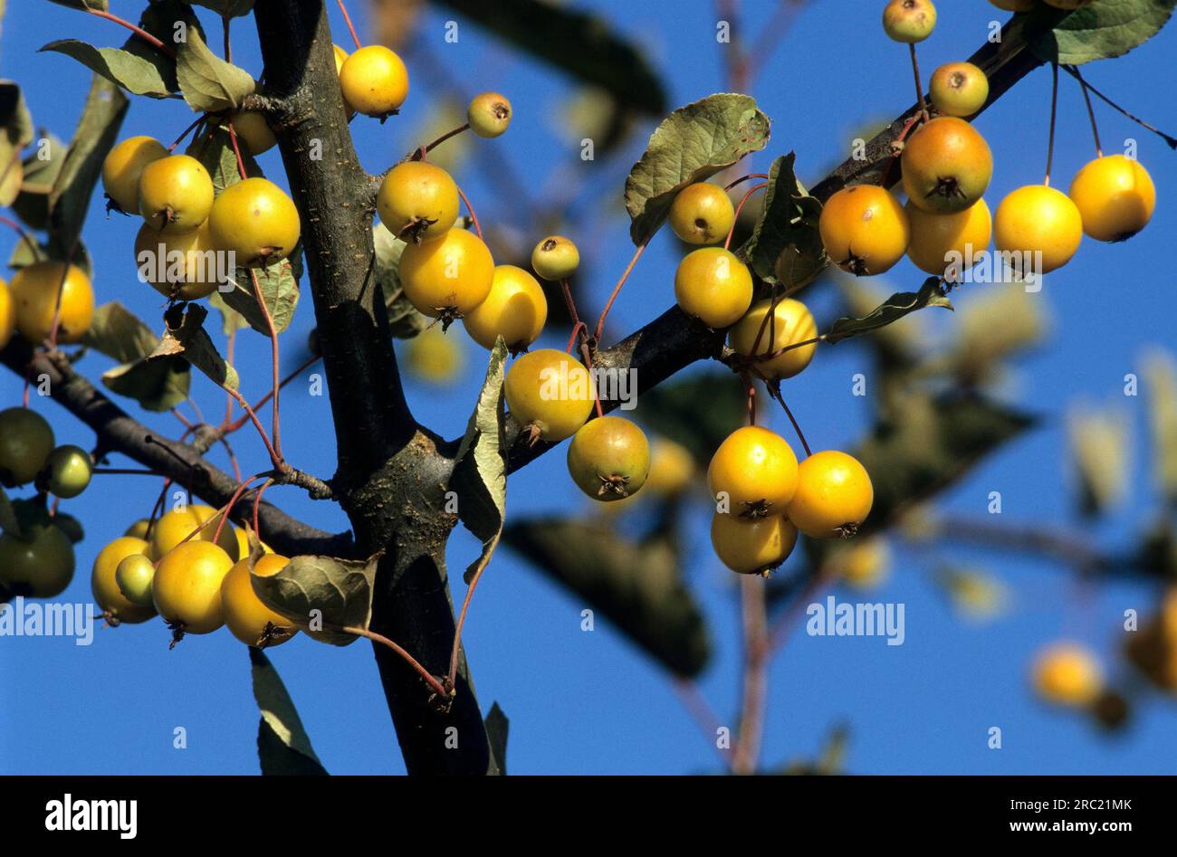 Apple tree (Malus domestica), crab apple, small-fruited form apple ...