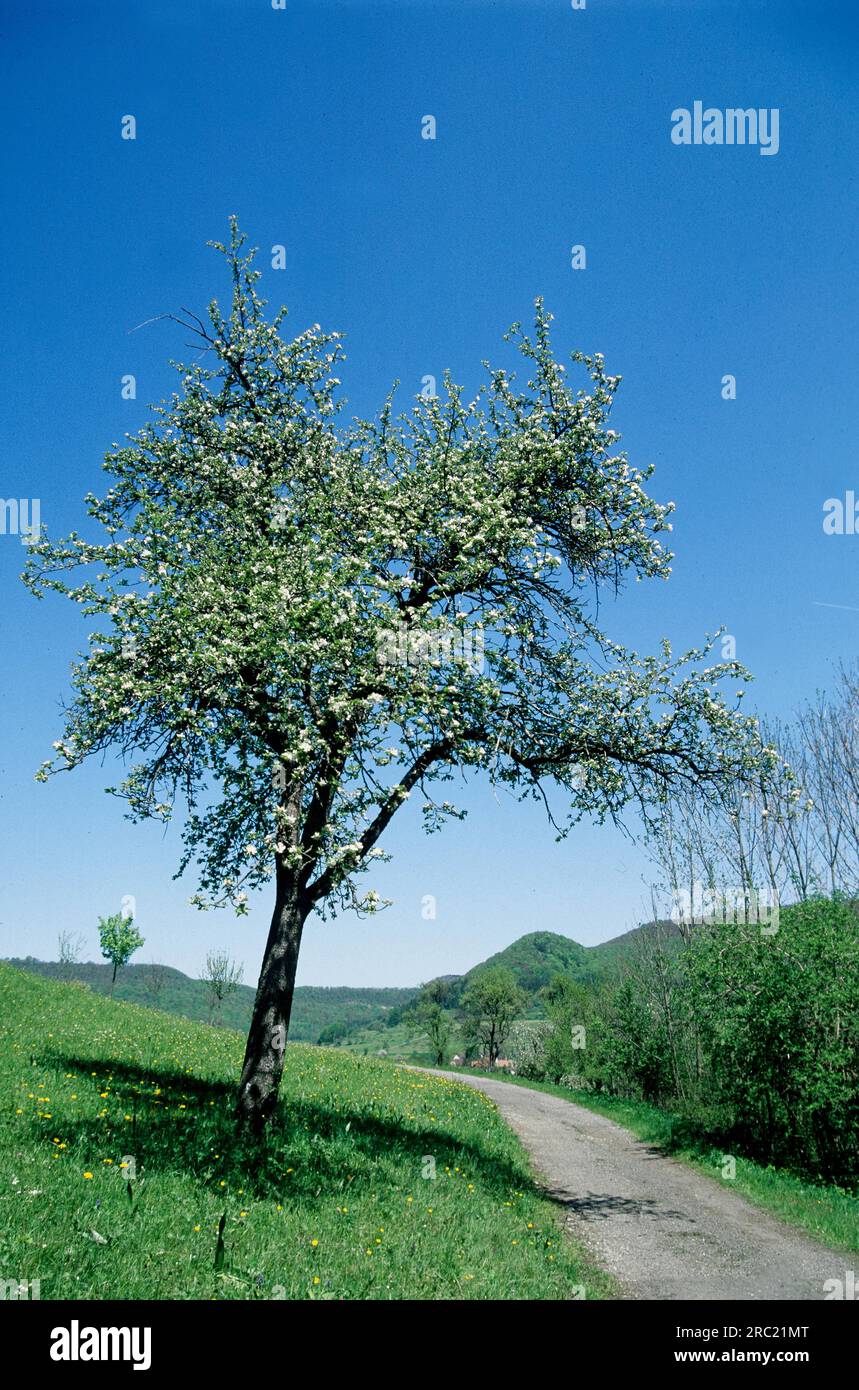 Apple, apples, apple tree (malus domestica), apple tree, malus, apples ...