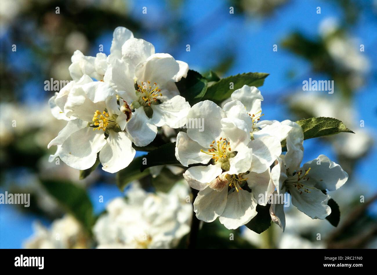 Apple tree (malus domestica) (Malus domestica) blossom close-up apple ...