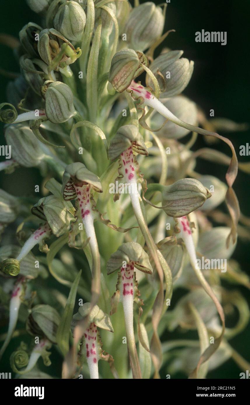 Lizard orchid (himantoglossum hircinum), lizard orchid, orchis bouc ...