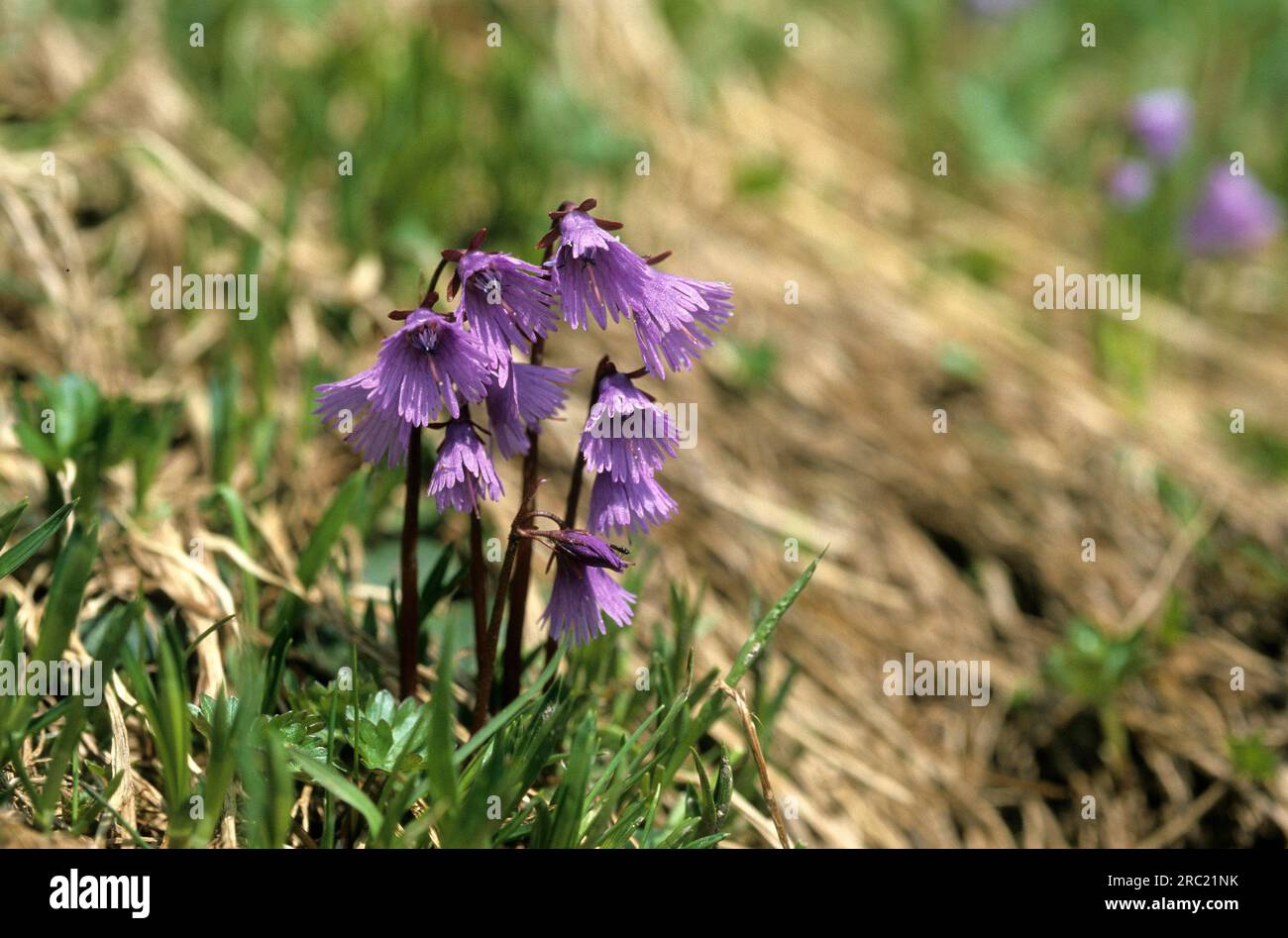 Soldanella alpina hi-res stock photography and images - Alamy