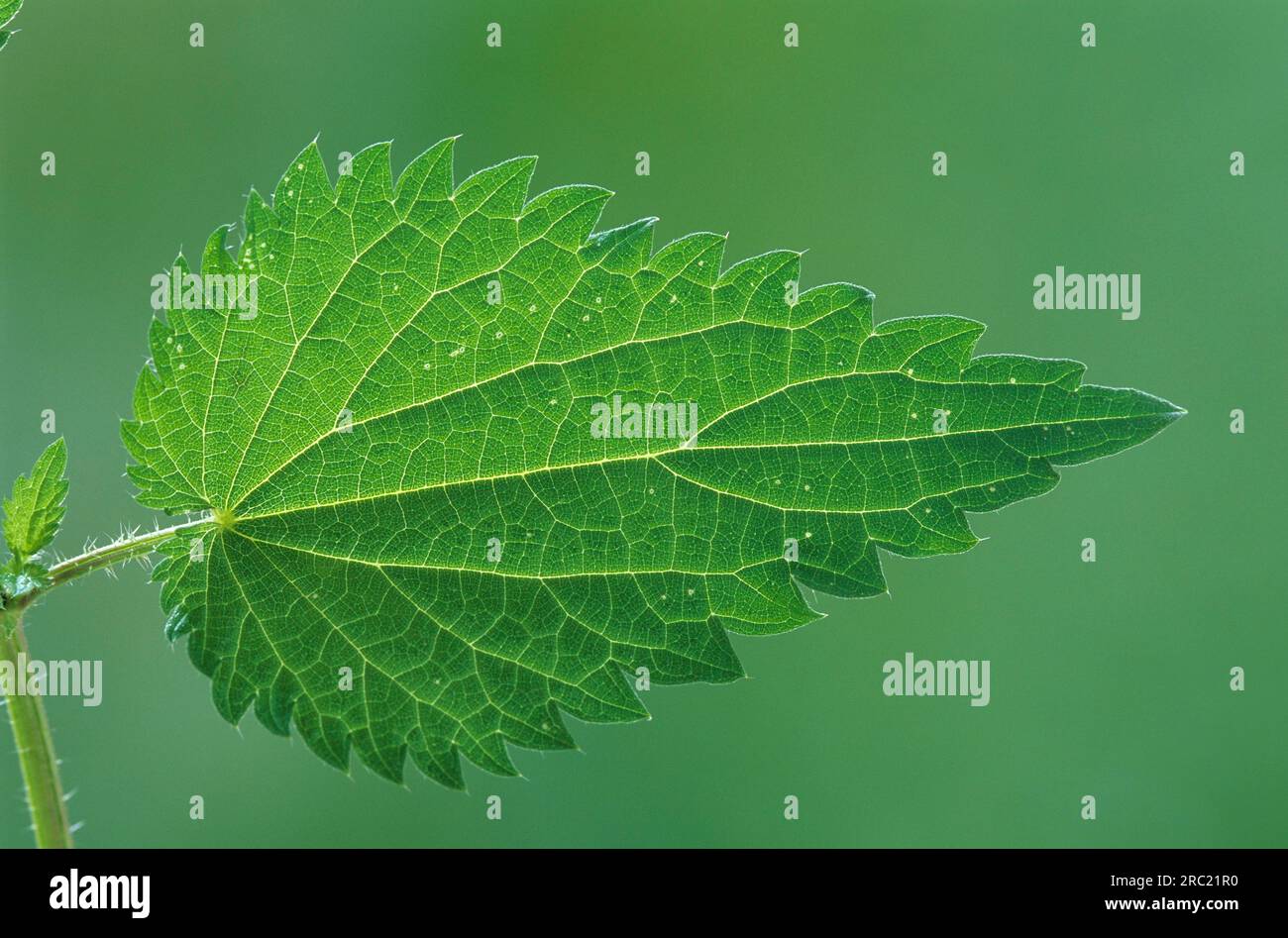 Nettle (urtica) (Urtica) doica, nettle family, Urticaceae, wayside ...