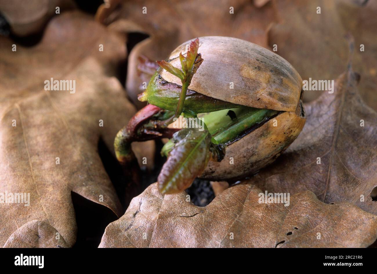 Oak, oak trees (quercus rubor) (quercus), oak, oaktree, roble, chene ...