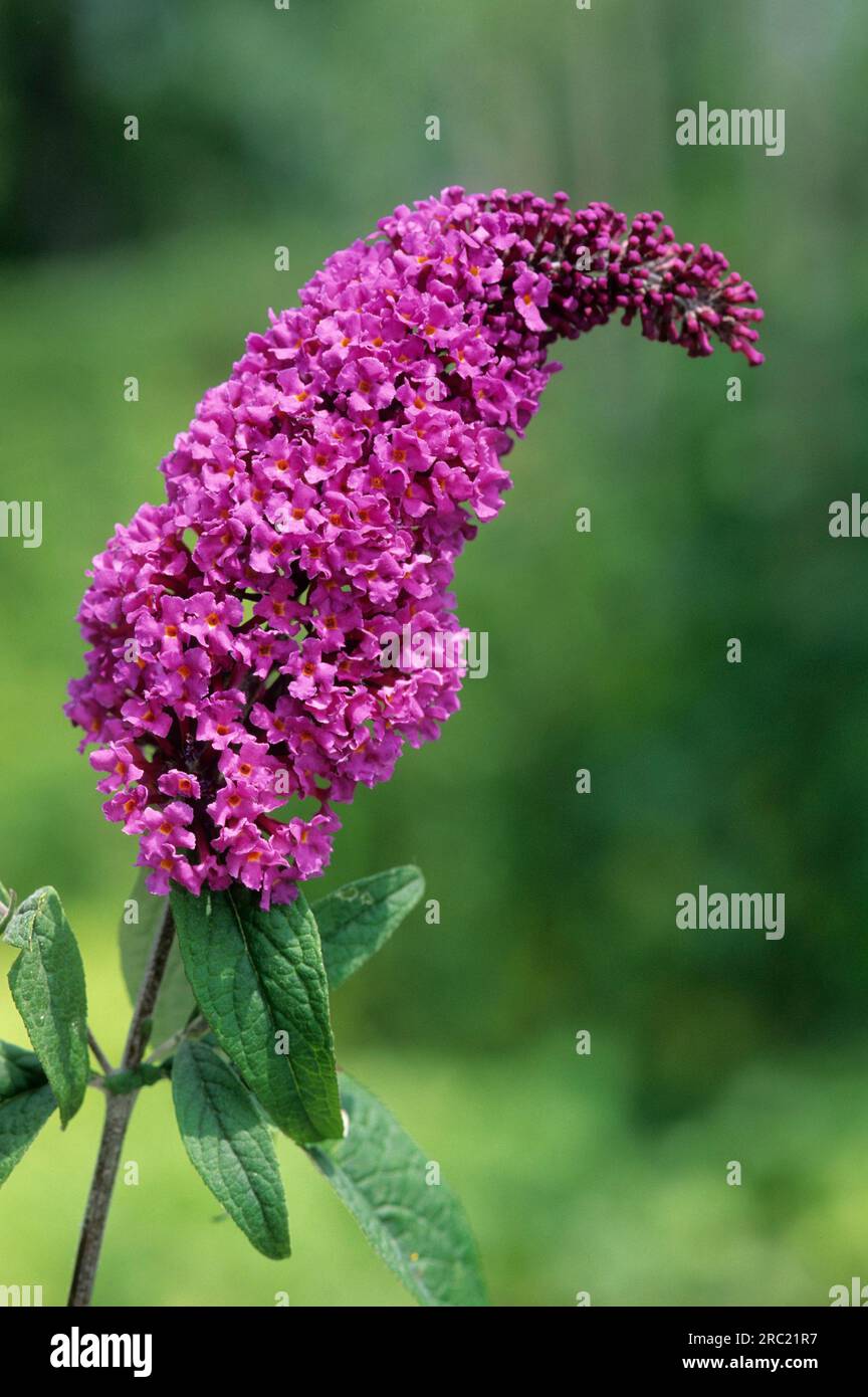 Summer lilac, butterfly-bush (buddleja davidii) (buddleia), orange eye ...