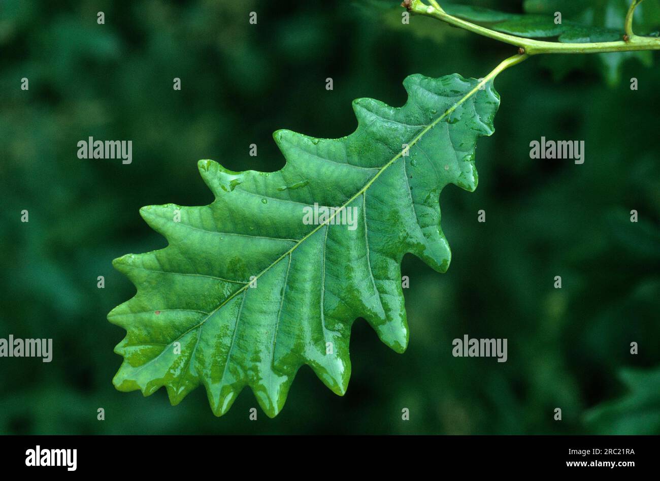 Oak, oak trees (quercus) (quercus rubor), oak, oaktree, roble, chene ...