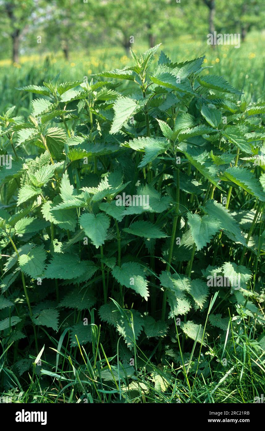 Nettle (urtica) (Urtica), nettle doica, nettle family, Urticaceae ...