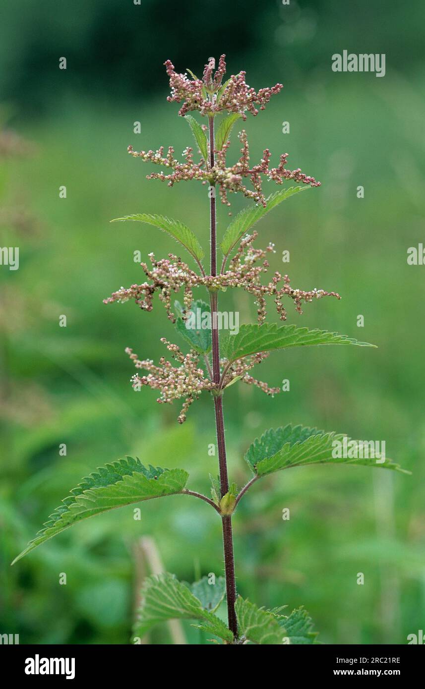 Nettle (urtica) (Urtica) doica, nettle family, Urticaceae, wayside ...