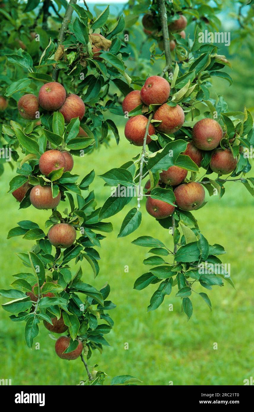 Spice luiken apple, apples, apple tree (Malus domestica) (malus ...