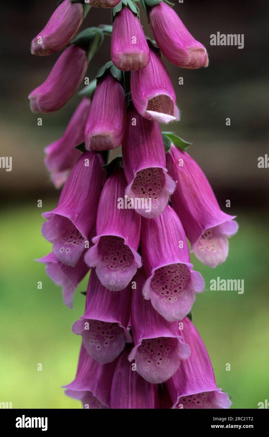 Common foxglove (digitalis purpurea), medicinal plant Stock Photo - Alamy